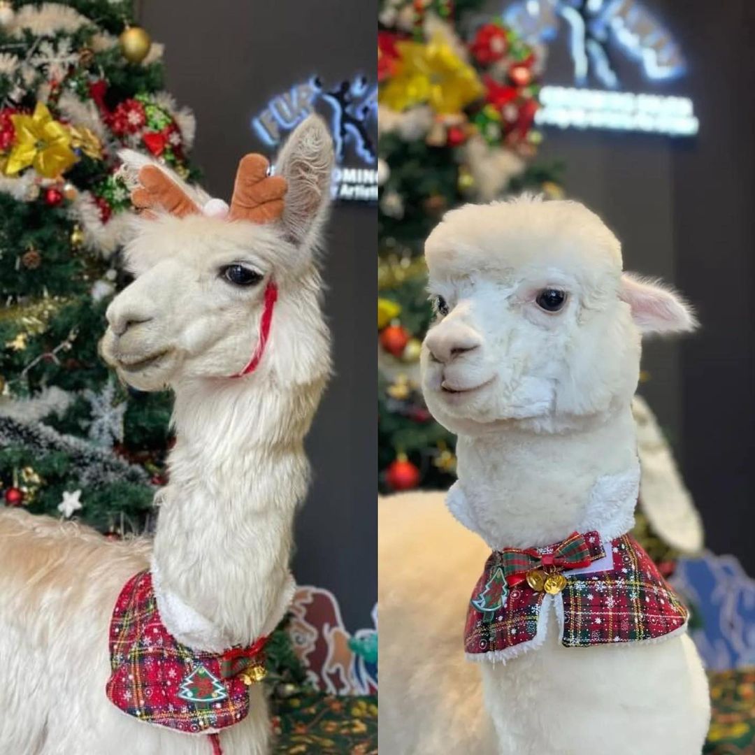 Cuddle Up with Alpacas at As Clouds Cafe: Johor Bahru's Newest Delight ...