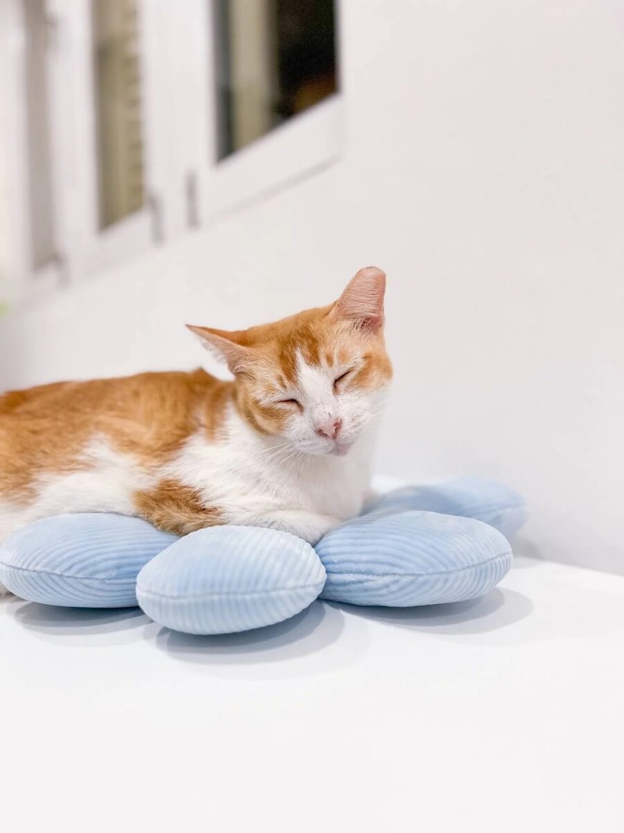 Cuddle Kittens and Sip Lattes: The 5 Purrfect Cat Cafes in Singapore ...
